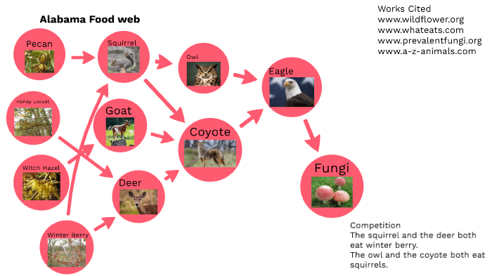 Alabama Food Web by Jeffrey Manord on Prezi