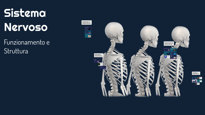 Sistema Nervoso by alice pisani on Prezi