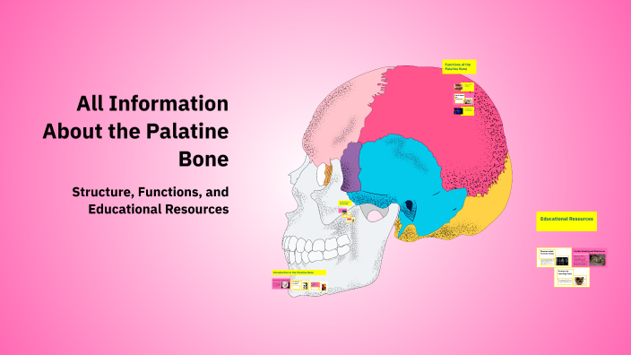 All Information About the Palatine Bone by Patrycja Gabryś on Prezi