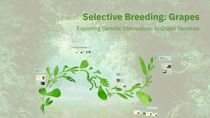 Selective Breeding: Grapes by Ethan Seifried on Prezi