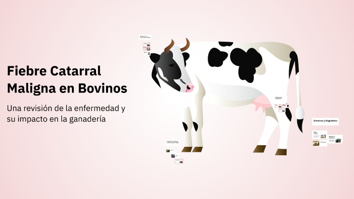 Fiebre Catarral Maligna en Bovinos by Lucero Elizalde on Prezi