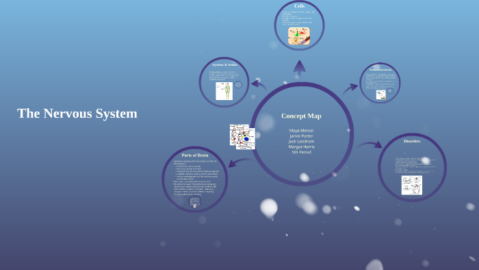 The Nervous System Concept Map by Margot Harris on Prezi