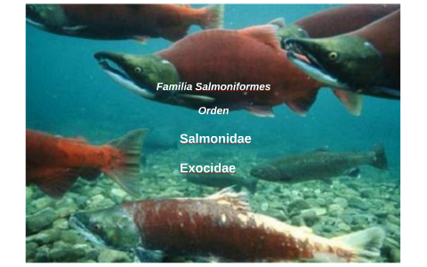 Familia Salmoniformes by Choco Echaide on Prezi