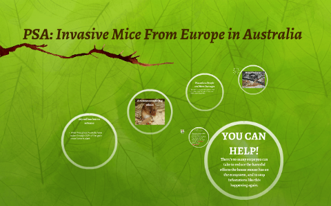 PSA: Invasive Mice From Europe in Australia by on Prezi