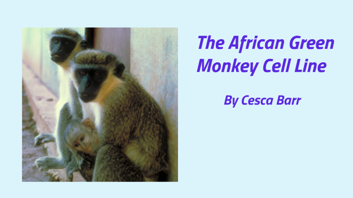 The African Green Monkey Cell Line by Cesca Barr
