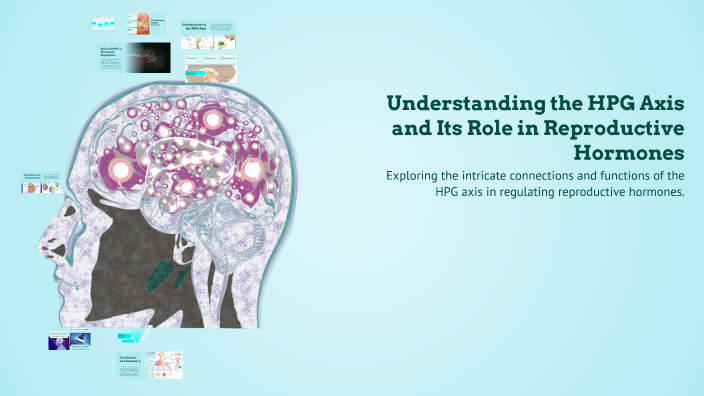 Understanding the HPG Axis and Its Role in Reproductive Hormones by ...