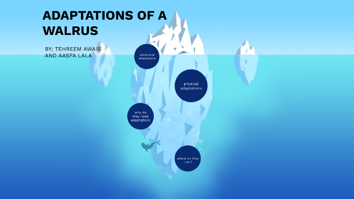 adaptations of a walrus by Aasfa Lala on Prezi