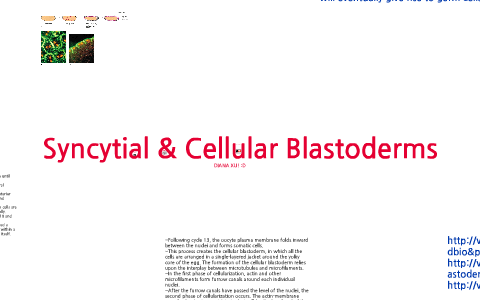 Syncytial & Cellular Blastoderms by Diana Xu on Prezi