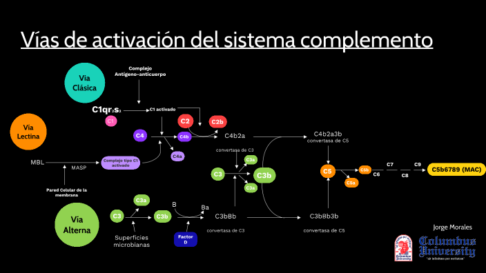 Vías de activación del complemento-Jorge Morales by Kingsman Morales on Prezi