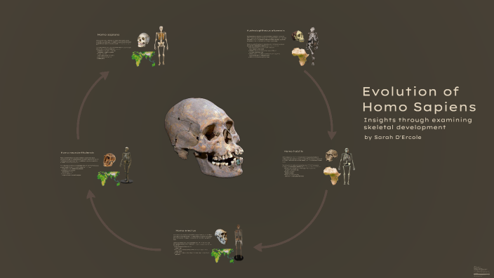 Evolution of Homo Sapiens by Sarah D'Ercole on Prezi