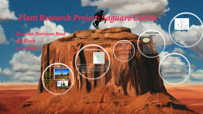 Plant Research Project: Saguaro Cactus by Brandon Harrison-Reed on Prezi