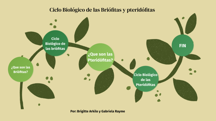 Ciclo biológico de las briofitas y pteridofitas by Brigitte Sthefany ...