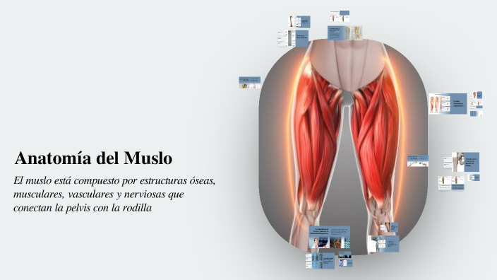 Anatomía del Muslo by Huilen Gauna on Prezi