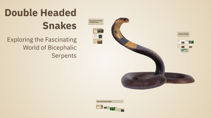 Double Headed Snakes by Samet Erdil on Prezi