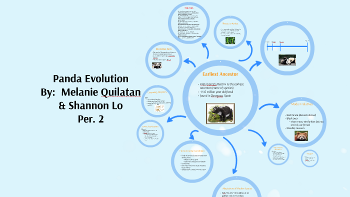 Panda Evolution by Melanie Cristina on Prezi