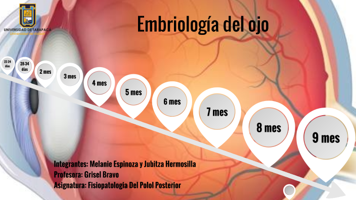 embriología ocular by Melanie Espinoza on Prezi