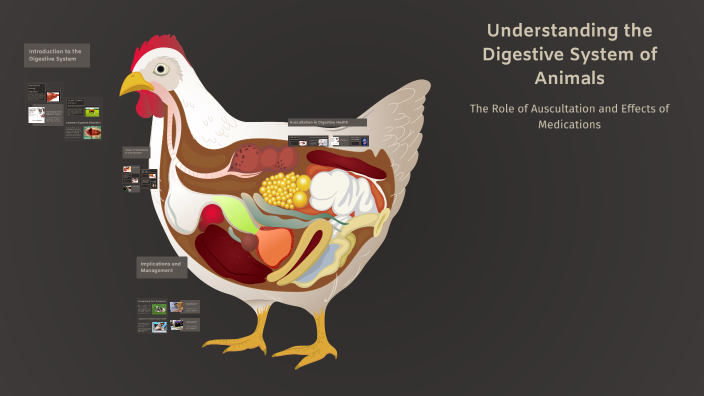 Understanding the Digestive System of Animals by Mariam Magdy on Prezi