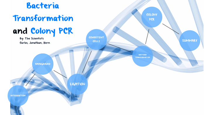 Bacteria Transformation and Colony PCR by Kern S on Prezi