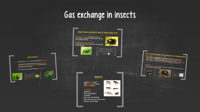 Gas exchange in insects by Manoela Terra on Prezi