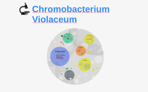 Chromobacterium Violaceum by paula ortega on Prezi