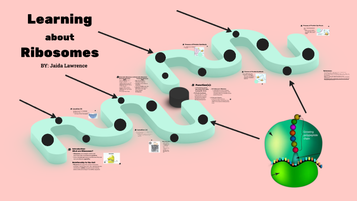Ribosomes-Bio Project by Jaida Lawrence on Prezi
