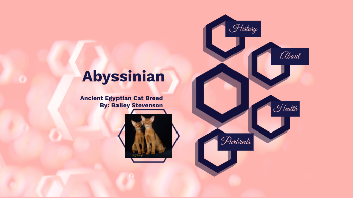 Cat Breed Project - Abyssinian - Bailey Stevenson by Bailey Stevenson ...