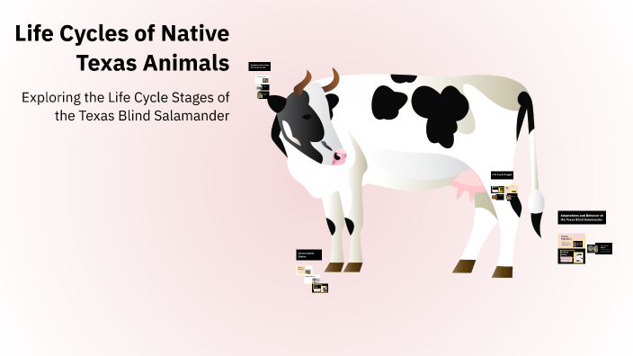 Life Cycles of Native Texas Animals by Enue Phillips on Prezi
