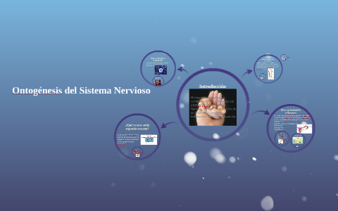 Ontogénesis del Sistema Nervioso by Anel Marcial on Prezi