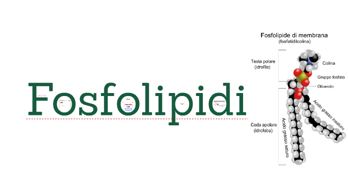 I Fosfolipidi by Alex Longo on Prezi