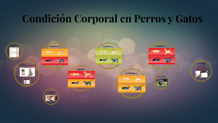 Condición Corporal en Perros y Gatos by Joseline Lobos González on Prezi