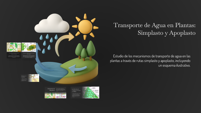 Transporte de Agua en Plantas: Simplasto y Apoplasto by alexander ...
