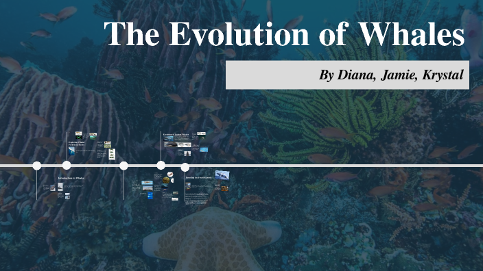 The Evolution of Whales by Lim Heejae on Prezi