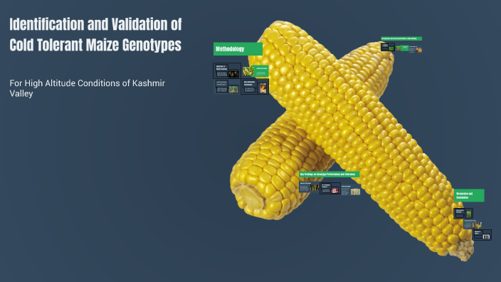 Identification and Validation of Cold Tolerant Maize Genotypes by ...