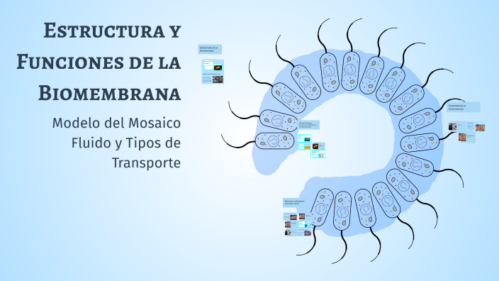 Estructura y Funciones de la Biomembrana by ANDERSON MIRKO MARTEL ...