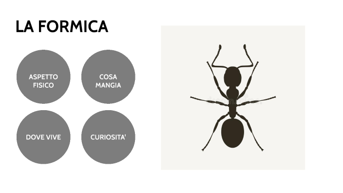 La formica by Giulia Mettifogo on Prezi