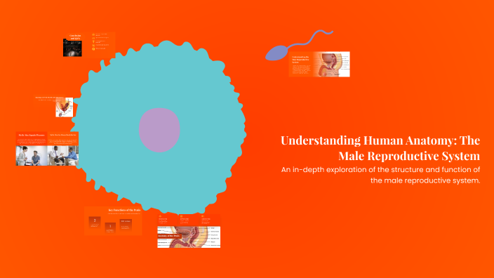 Understanding Human Anatomy: The Male Reproductive System by ali ali on ...