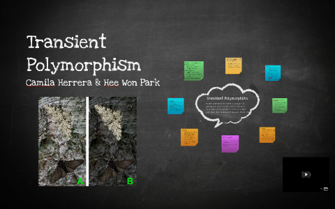Transient Polymorphism by Camila Herrera on Prezi
