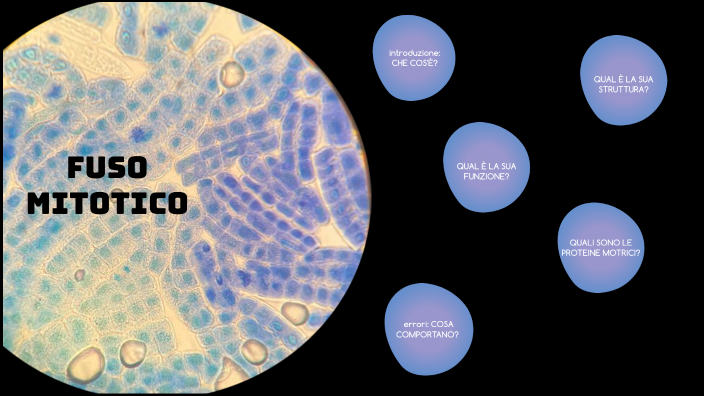 fuso mitotico (Pini, Casentini e Bianchini) by Maria Bianchini on Prezi