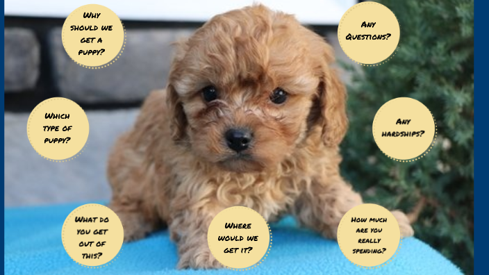 Let's get a Maltipoo puppy! by Anya Sinha on Prezi