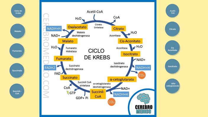 CICLO DE KREBS by Jime Zavala on Prezi