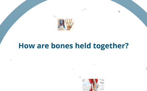 How are bones held together? by lauren alexander on Prezi