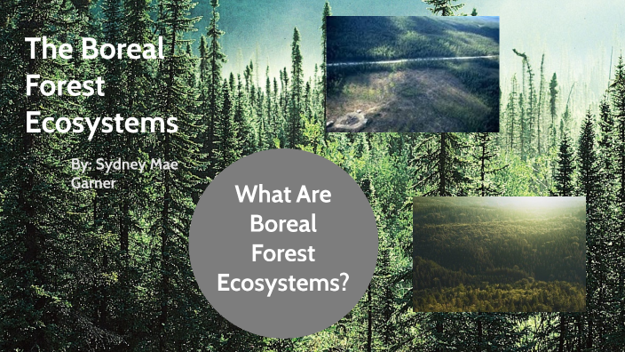 The Boreal Forest Ecosystems by sydney mae garner on Prezi