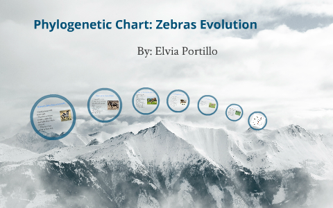 Phylogenetic Chart: Zebras Evolution by Elvia Portillo on Prezi
