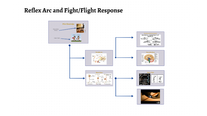 Reflex Arc and Fight/Flight Response by Zoe McKenna on Prezi