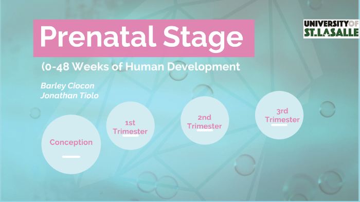 Prenatal Stage of Human Development by Barley Ciocon on Prezi