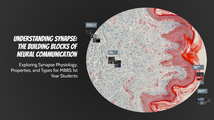 Understanding Synapse: The Building Blocks of Neural Communication by Trisha Tomar on Prezi