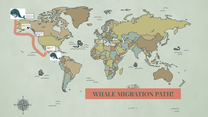 WHALE MIGRATION PATH! by Karl Beck on Prezi