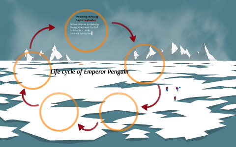 Life cycle of Emperor Penguin. by tyler chhuy on Prezi