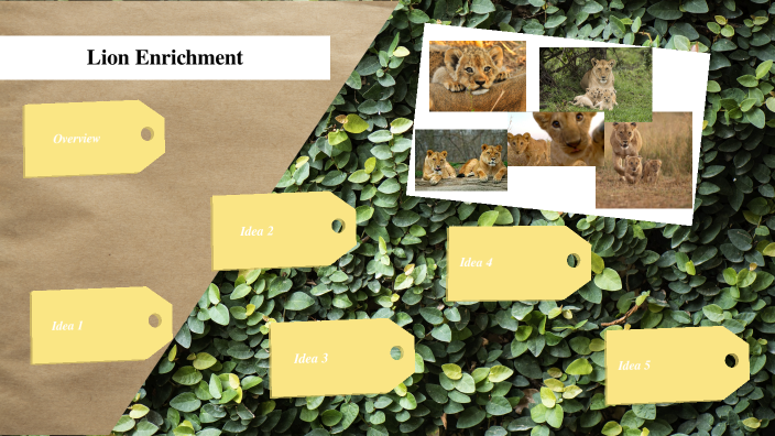 Lion Enrichment by Tim Francis on Prezi