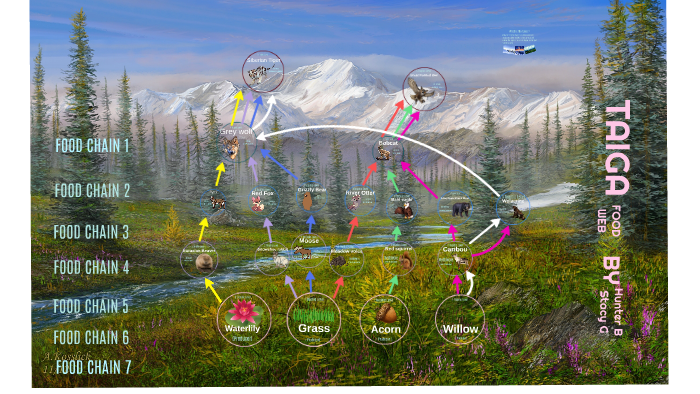 Food Chain Taiga by Stacy Ger on Prezi